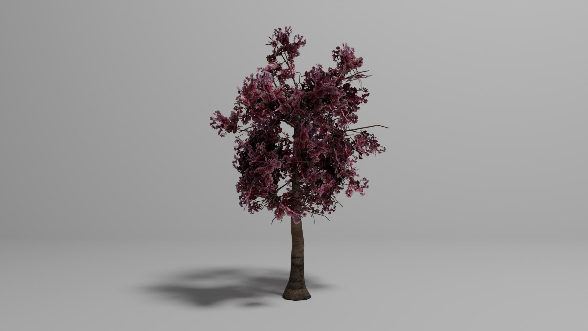 Cherry Tree 3D Model - TurboSquid 2101624