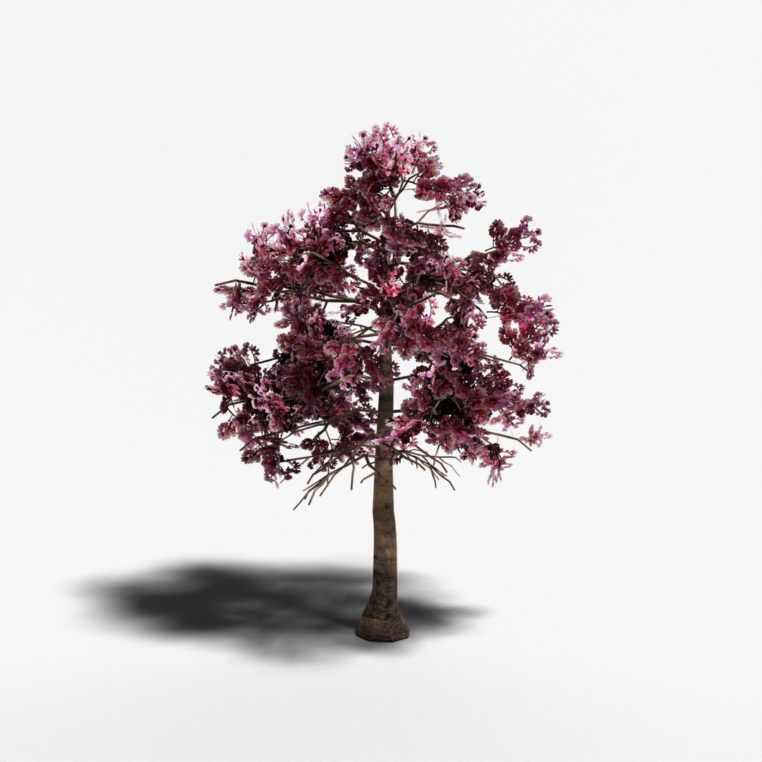 Cherry Tree 3D Model - TurboSquid 2101624