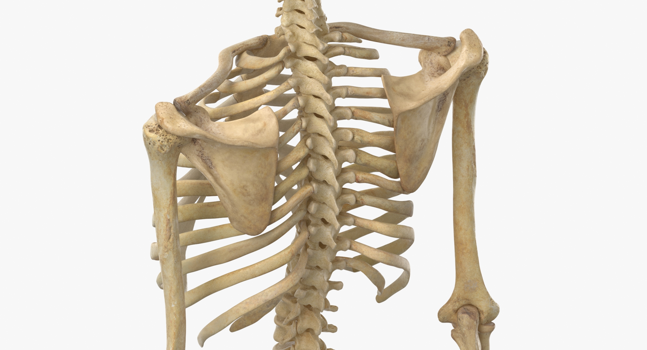 3D real human rib cage - TurboSquid 1676258