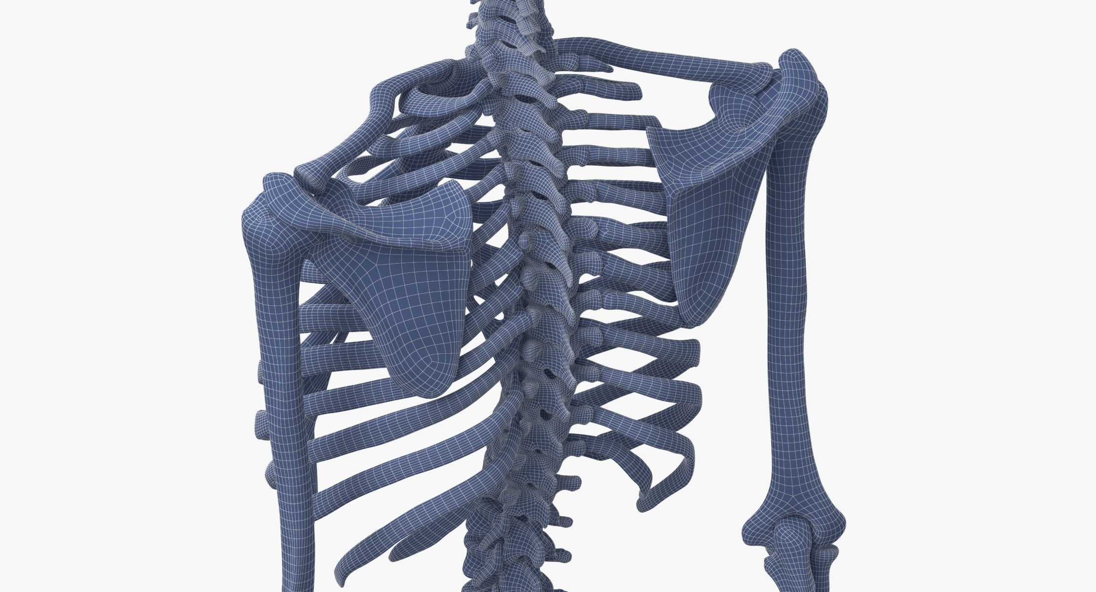 3D real human rib cage - TurboSquid 1676258