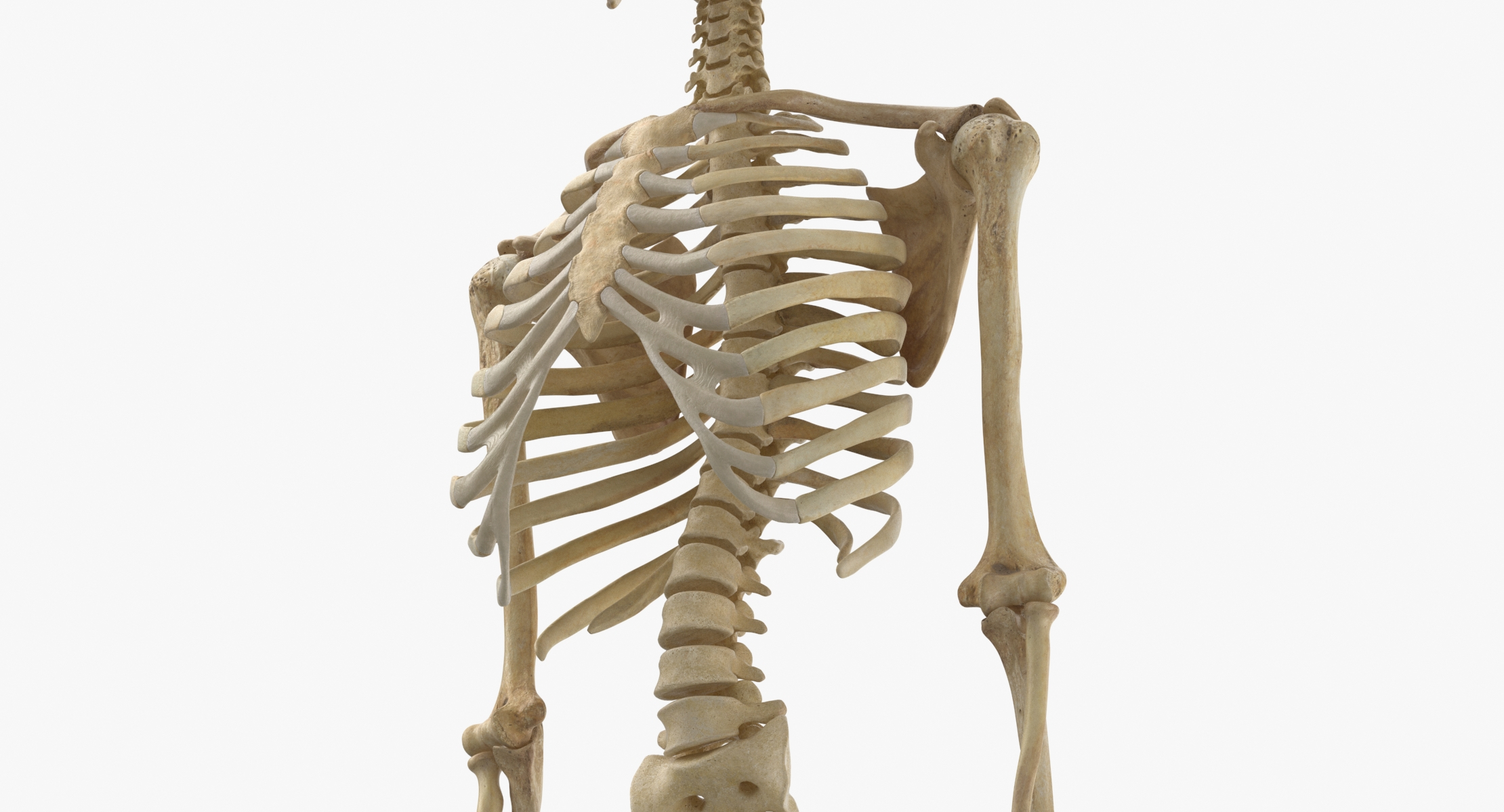 3D real human rib cage - TurboSquid 1676258