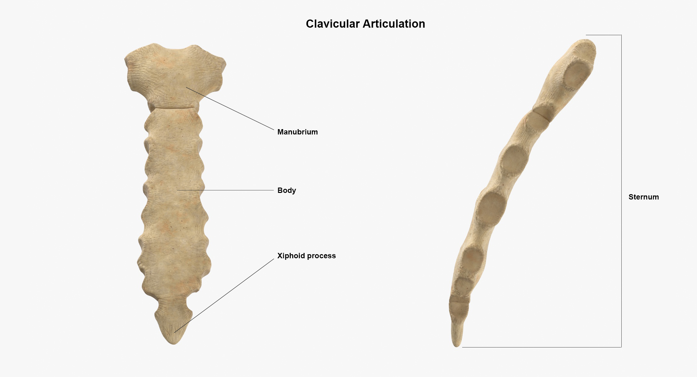 本物の胸郭の脊椎女性の頭蓋骨の肩甲骨と腕の骨の解剖学0113Dモデル - TurboSquid 1676258