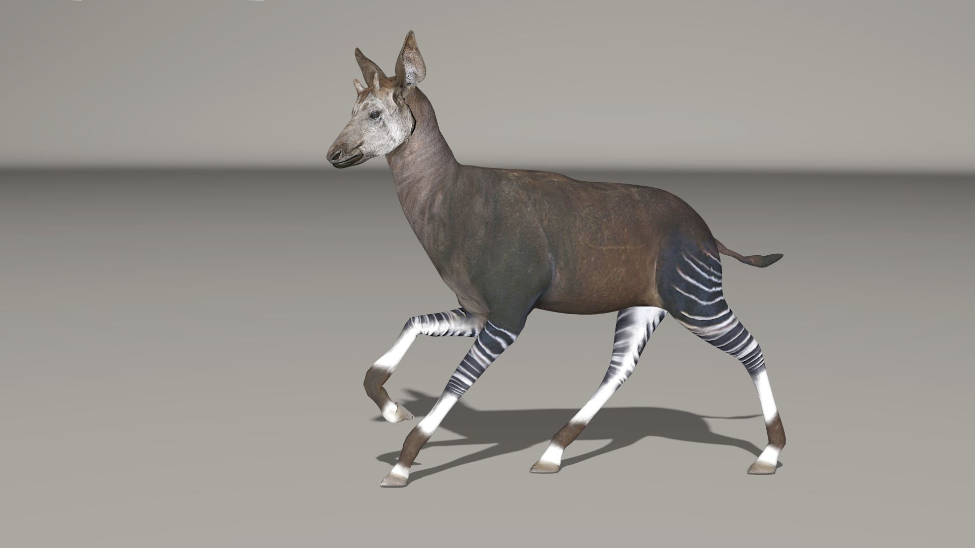 3D Okapi Poser Model - TurboSquid 1999035