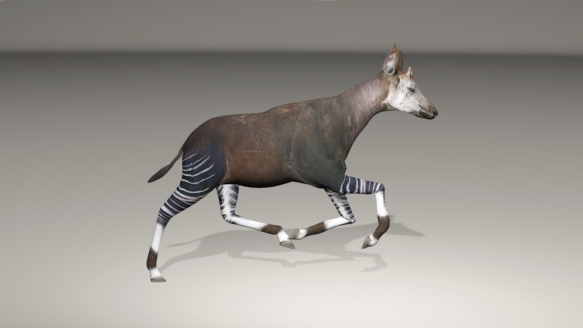 3D Okapi Poser Model - TurboSquid 1999035