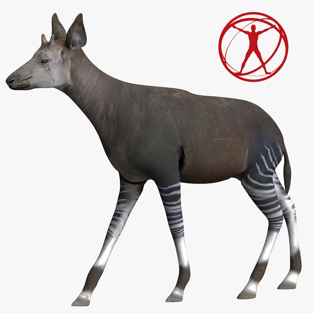 3D Okapi Poser Model - TurboSquid 1999035