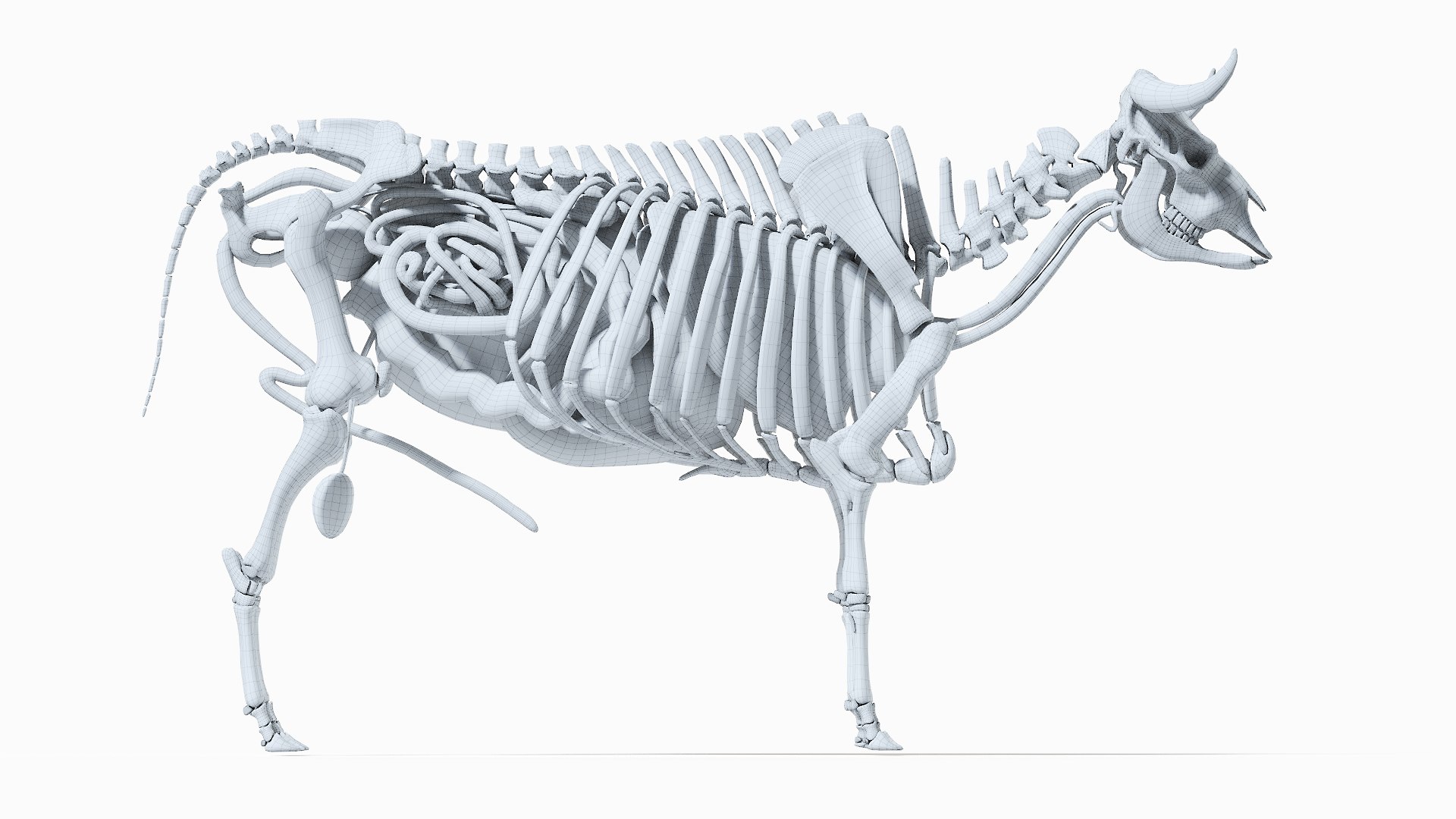 3D model Bull Body, Skeleton and Organs Static - TurboSquid 1724670