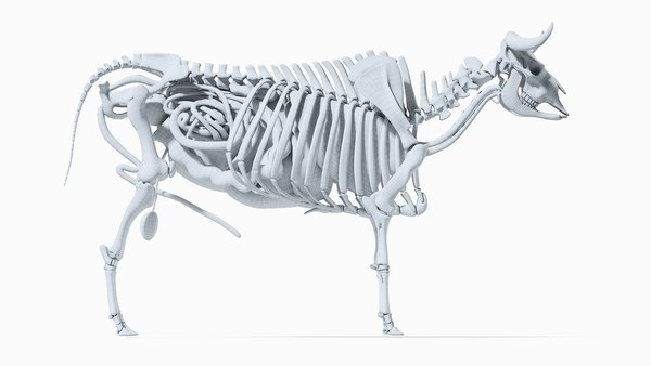 modelo 3d Cuerpo de toro, esqueleto y órganos estáticos - TurboSquid ...