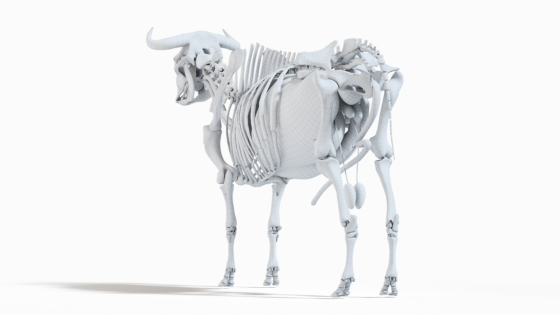 3D model Bull Body, Skeleton and Organs Static - TurboSquid 1724670