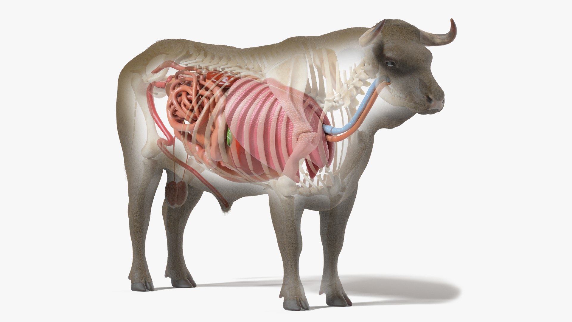 3D model Bull Body, Skeleton and Organs Static - TurboSquid 1724670