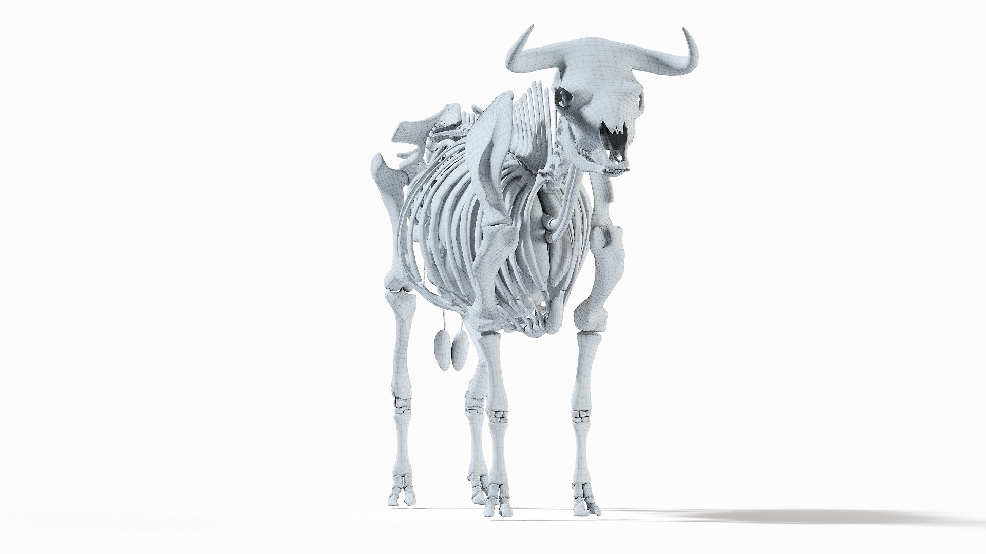 3D model Bull Body, Skeleton and Organs Static - TurboSquid 1724670