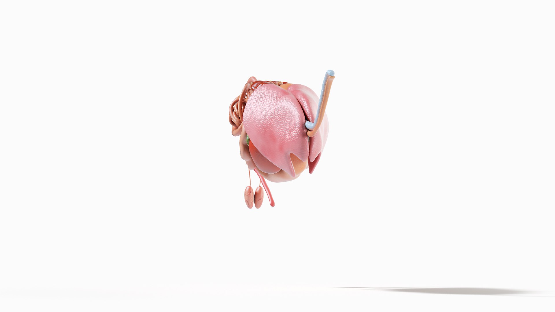 3D model Bull Body, Skeleton and Organs Static - TurboSquid 1724670