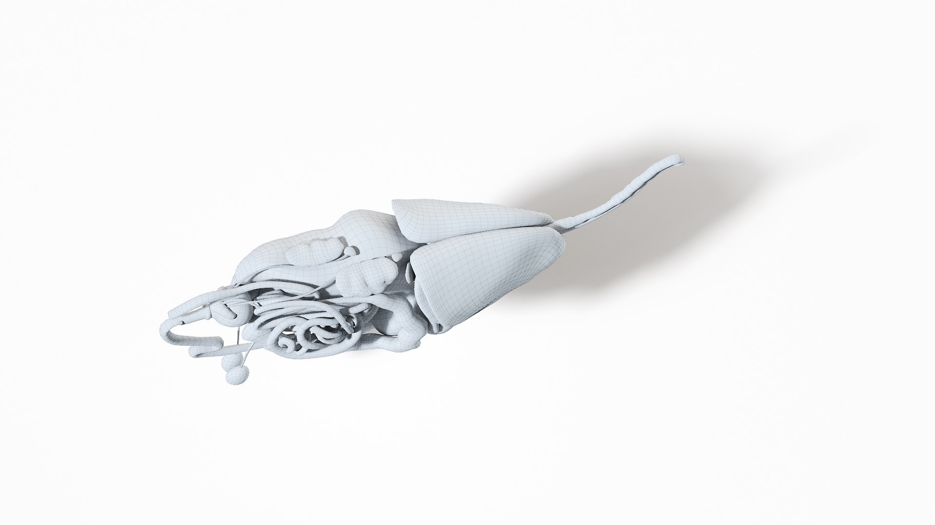 3D model Bull Body, Skeleton and Organs Static - TurboSquid 1724670