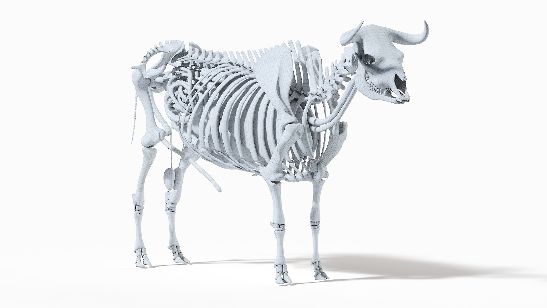 3D model Bull Body, Skeleton and Organs Static - TurboSquid 1724670