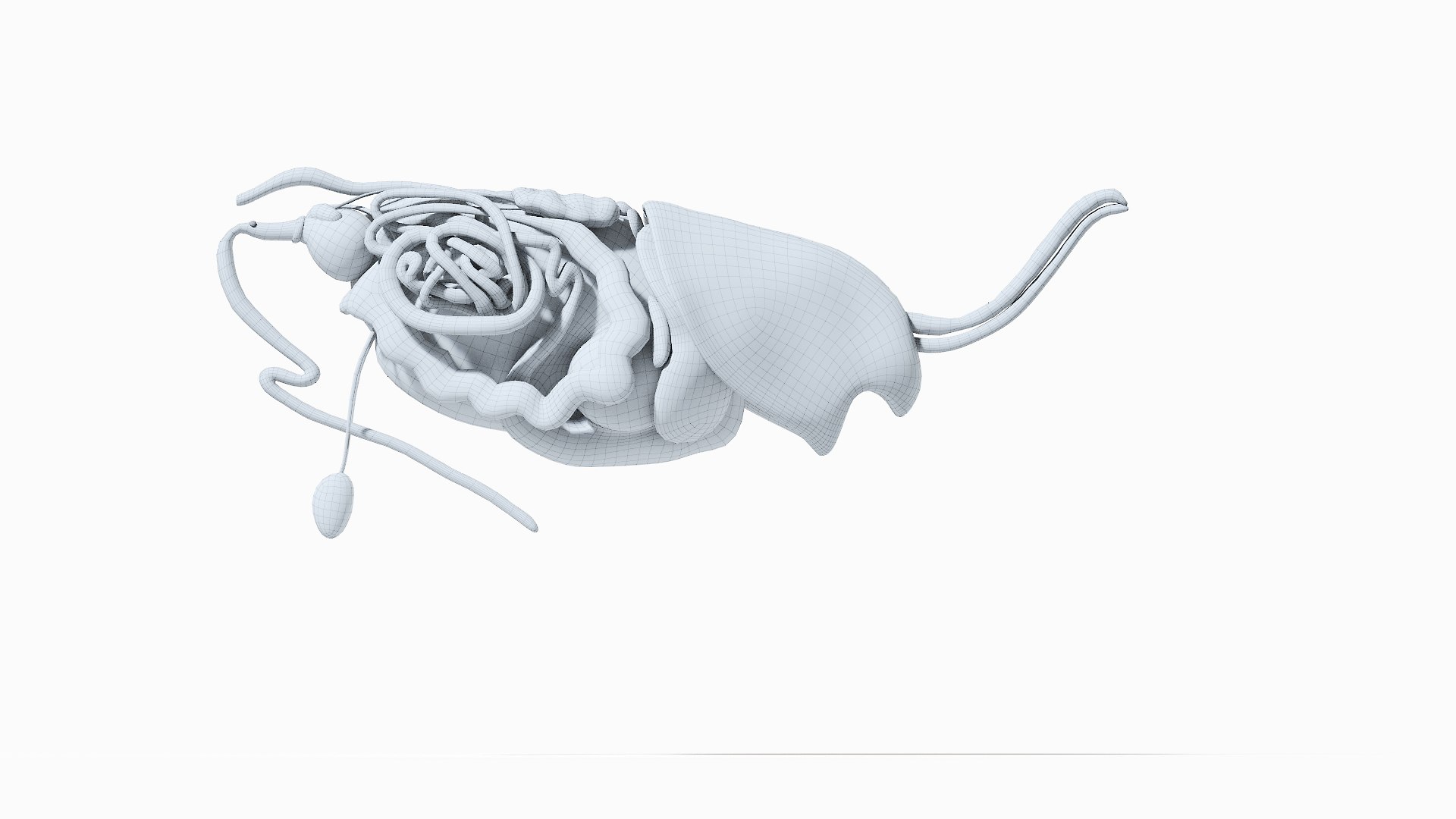 3D model Bull Body, Skeleton and Organs Static - TurboSquid 1724670