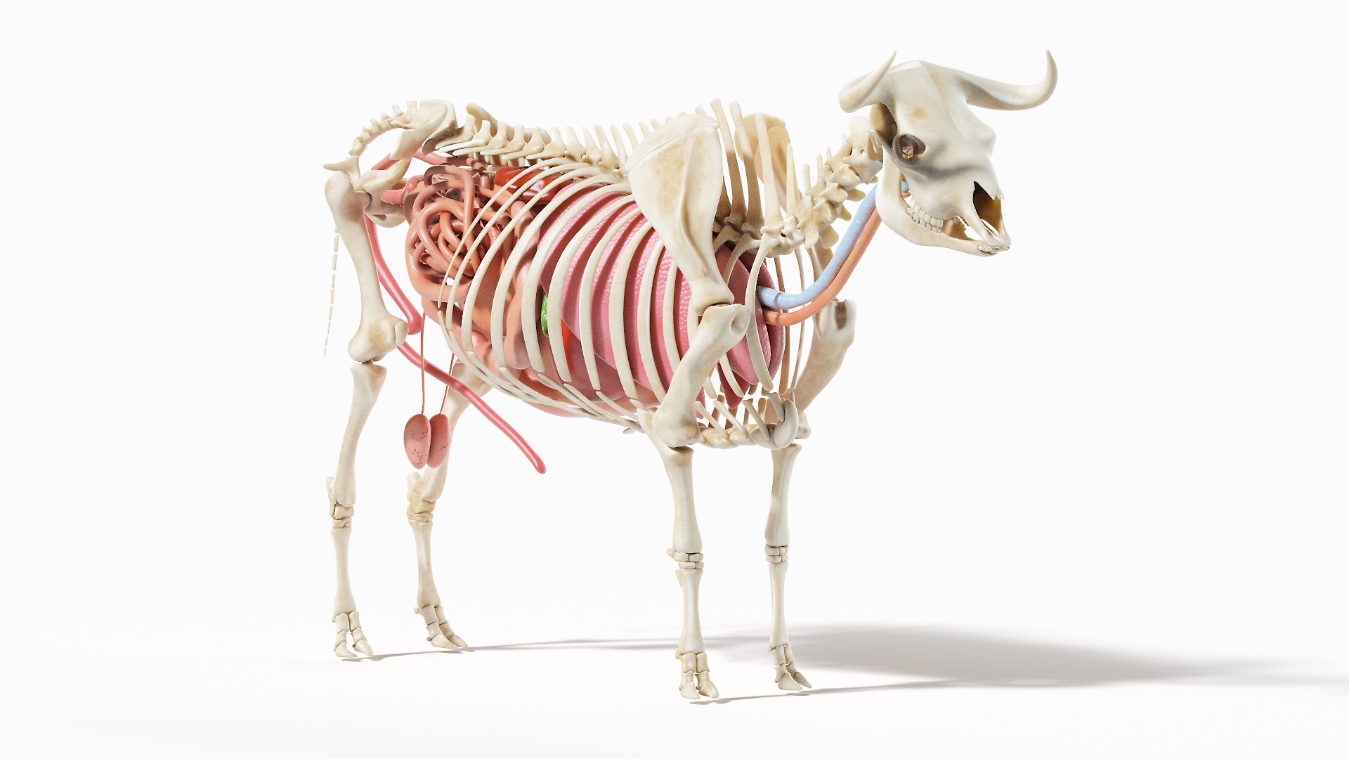 3D model Bull Body, Skeleton and Organs Static - TurboSquid 1724670