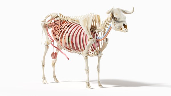 3D model Bull Body, Skeleton and Organs Static - TurboSquid 1724670