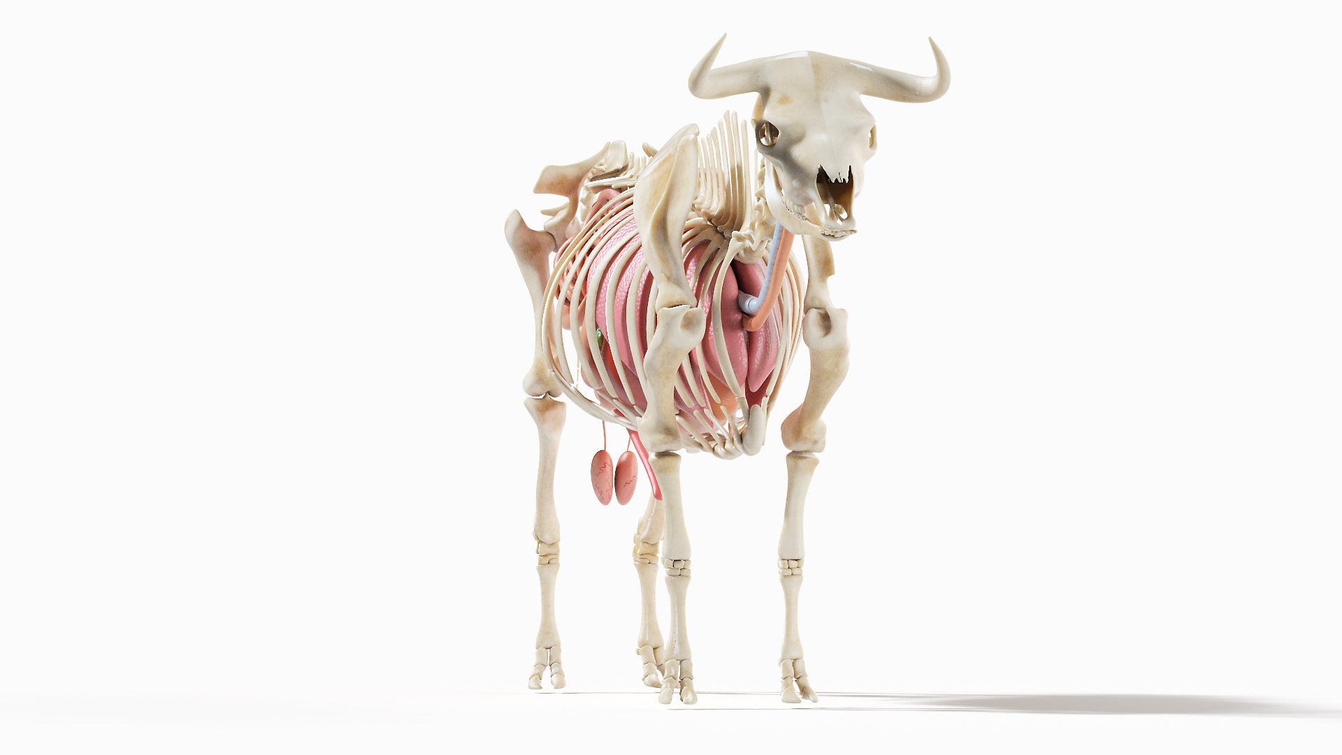 3D model Bull Body, Skeleton and Organs Static - TurboSquid 1724670