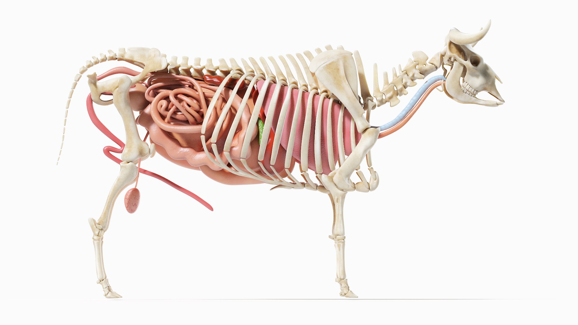 3D model Bull Body, Skeleton and Organs Static - TurboSquid 1724670