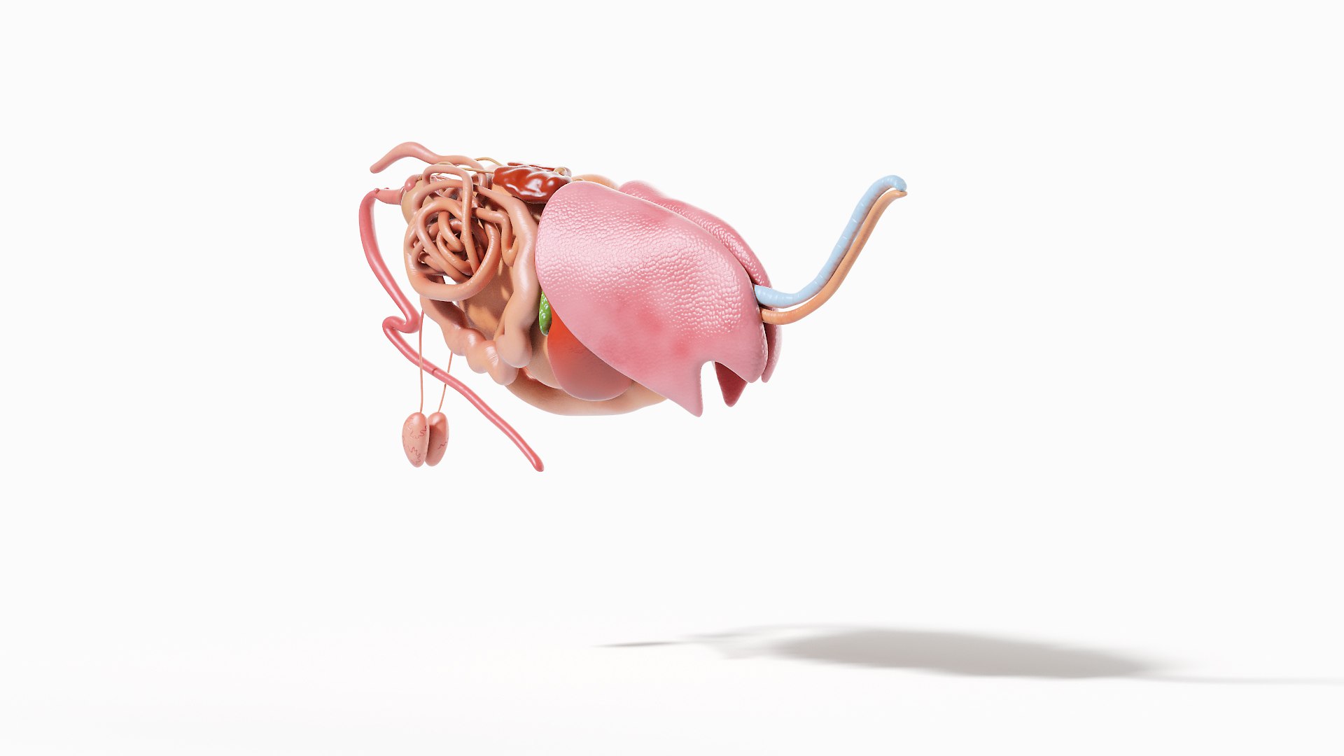 3D model Bull Body, Skeleton and Organs Static - TurboSquid 1724670