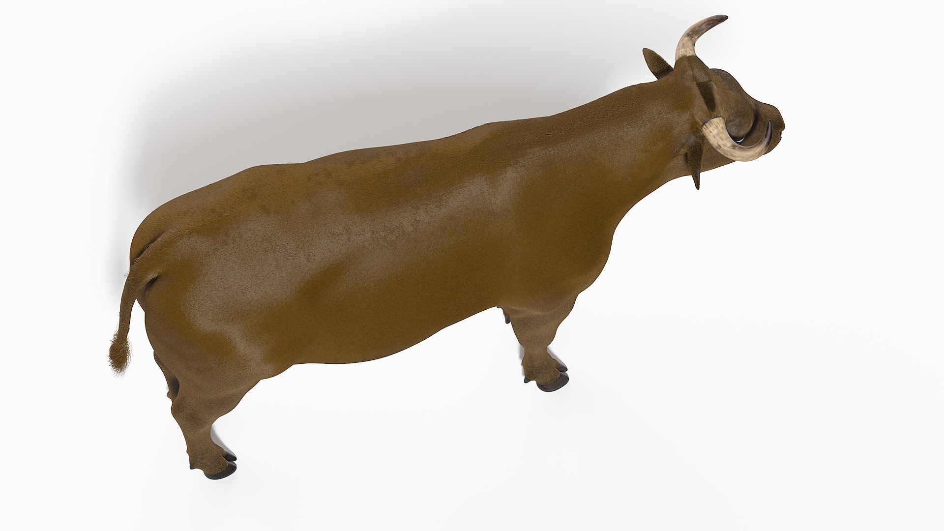 3D model Bull Body, Skeleton and Organs Static - TurboSquid 1724670