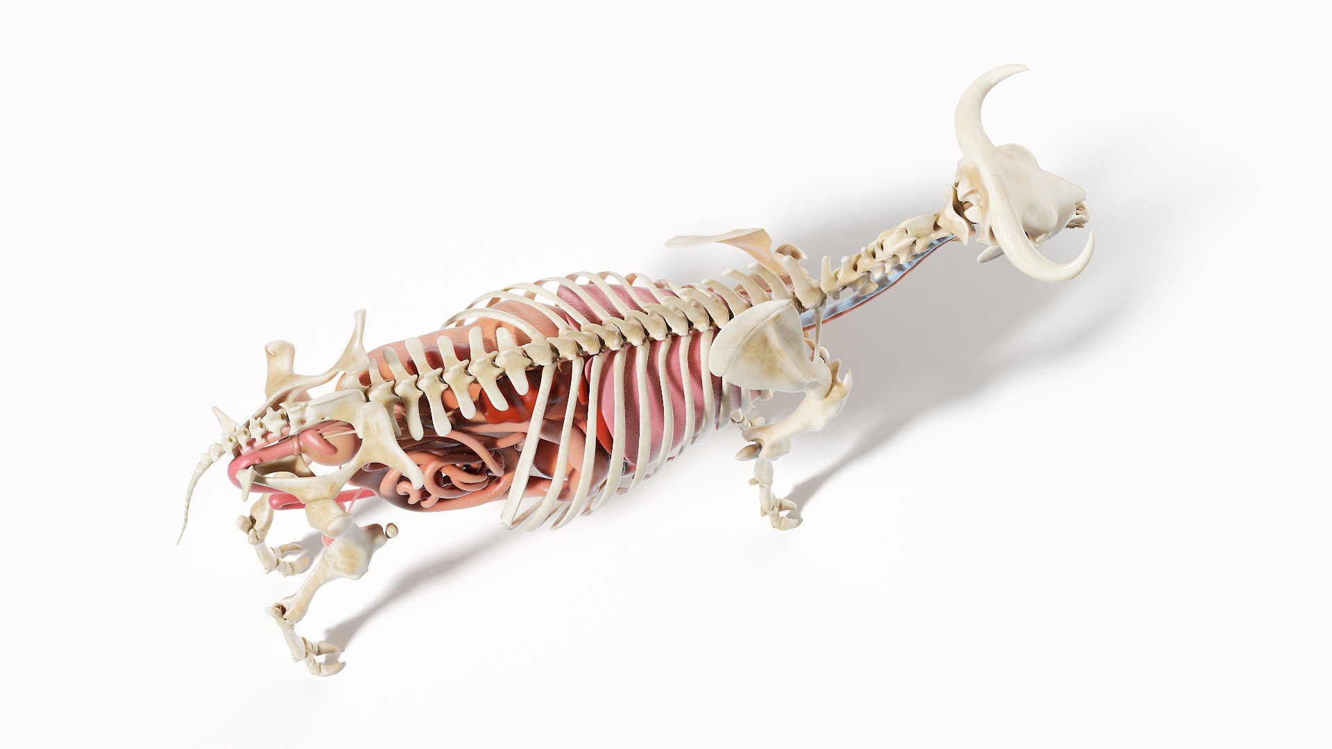 3D model Bull Body, Skeleton and Organs Static - TurboSquid 1724670