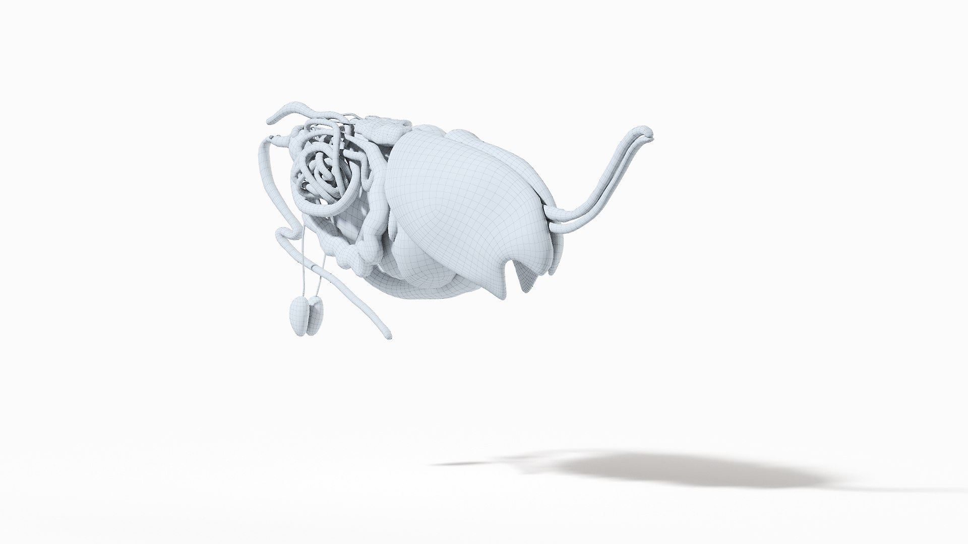 3D model Bull Body, Skeleton and Organs Static - TurboSquid 1724670
