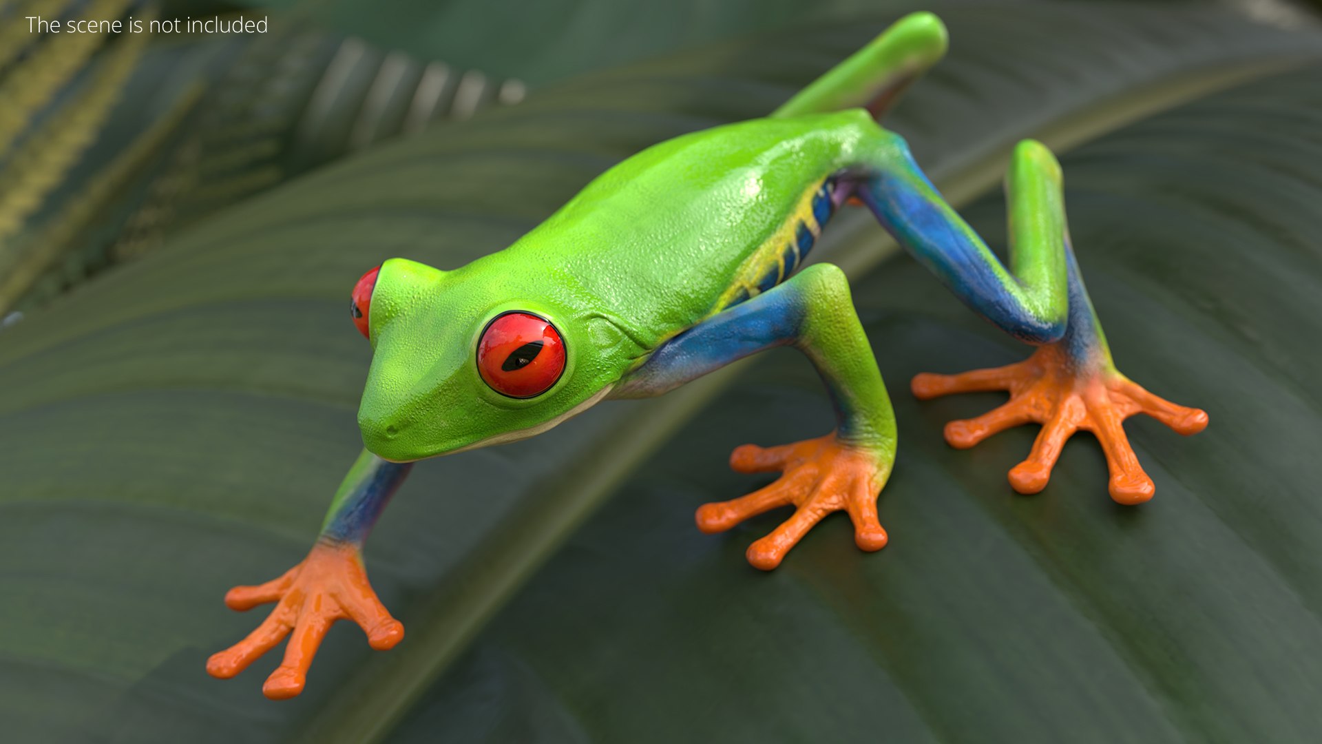 3D Walking Red Eyed Tree Frog Animated Rigged For Blender - TurboSquid ...