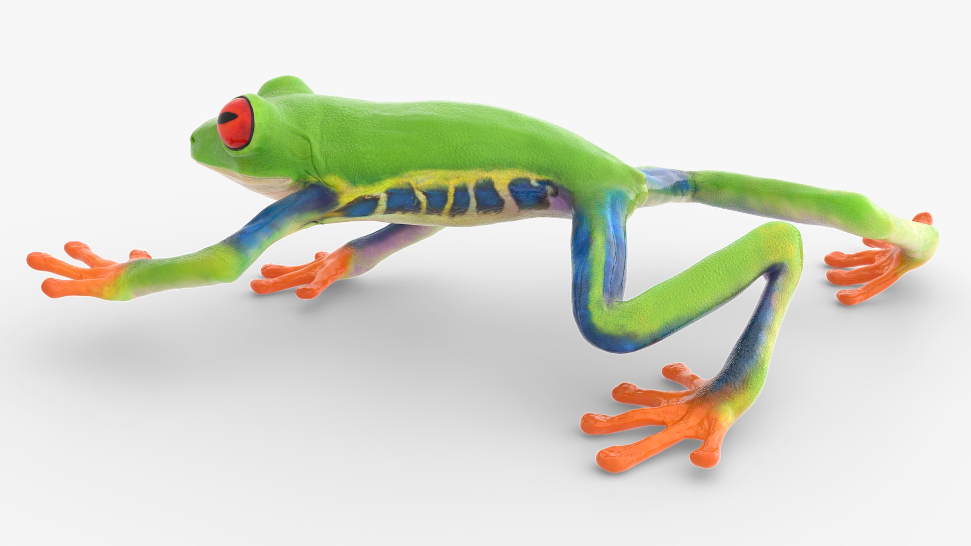 3D Walking Red Eyed Tree Frog Animated Rigged For Blender - TurboSquid ...