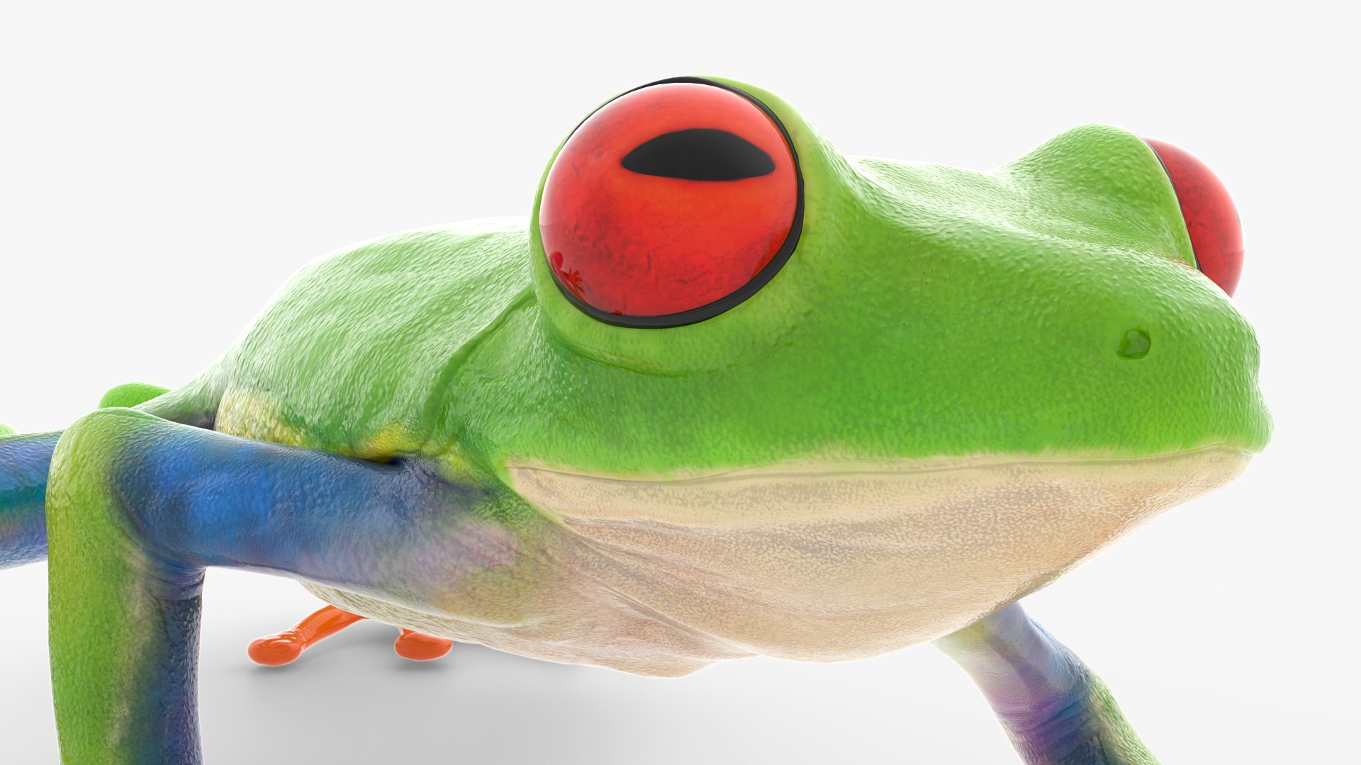 3D Walking Red Eyed Tree Frog Animated Rigged For Blender - TurboSquid ...