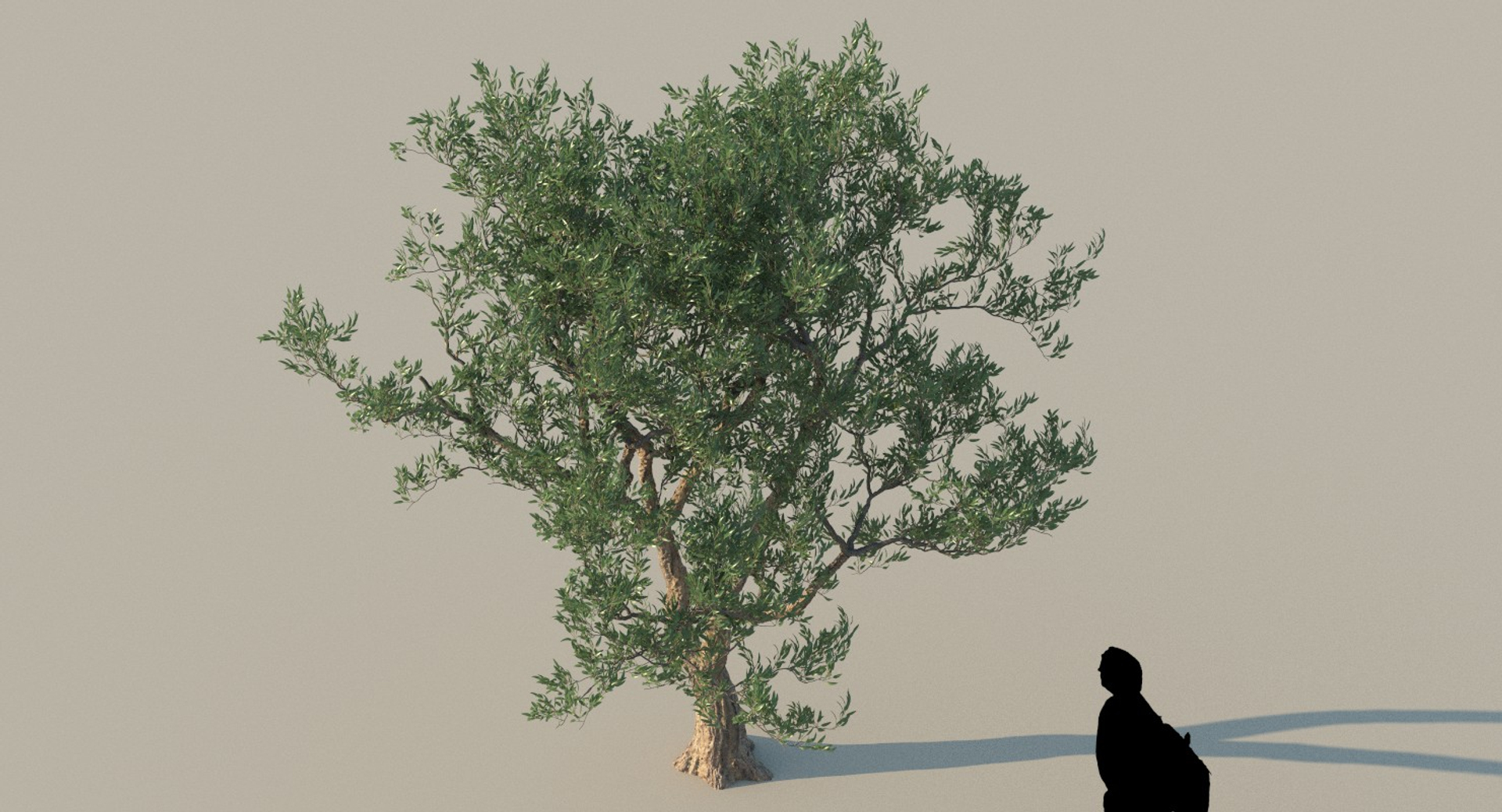 3d model olive tree