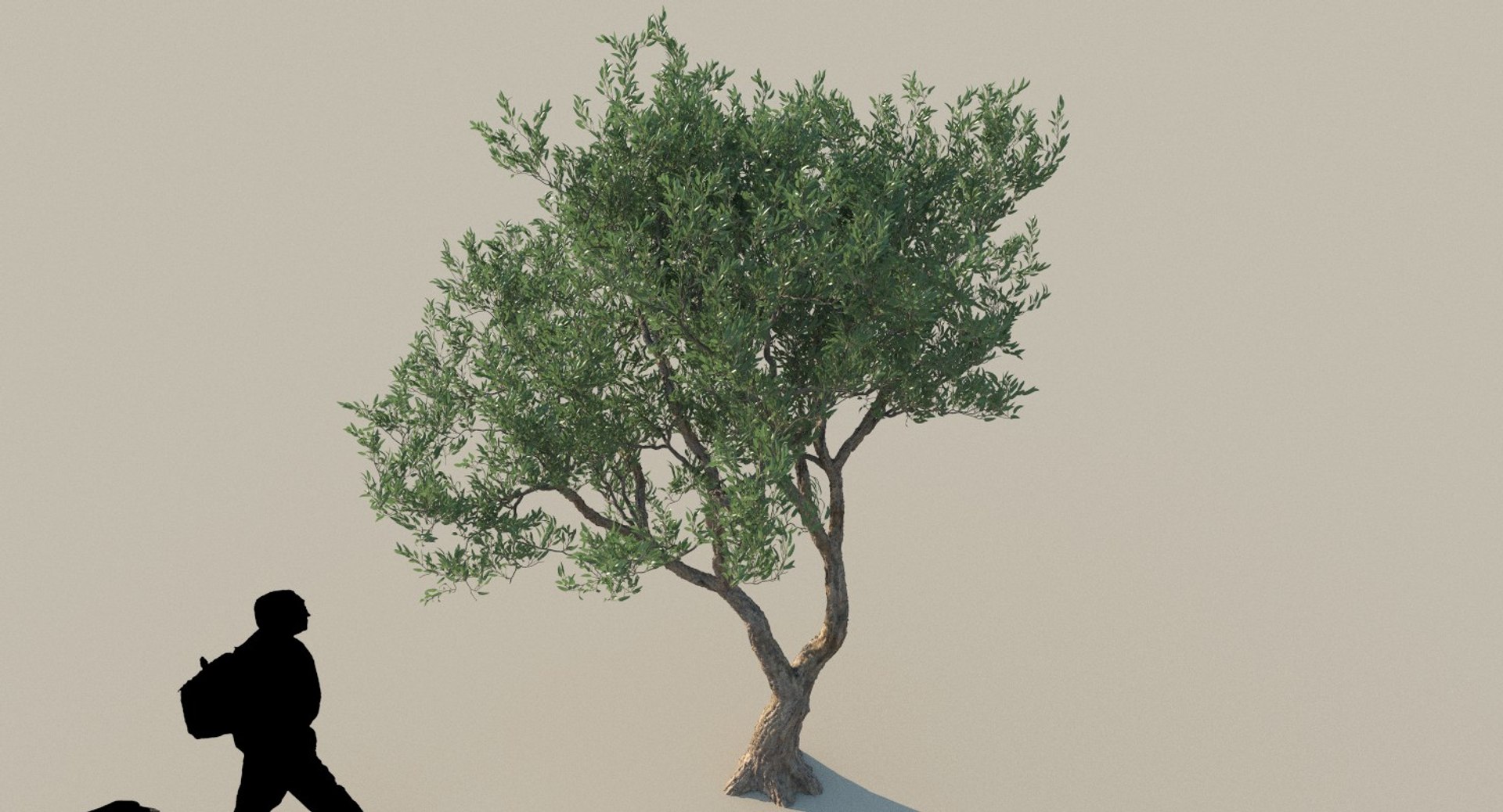 3d Model Olive Tree