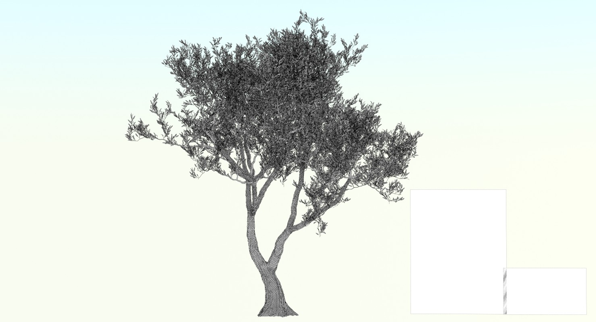 3d model olive tree