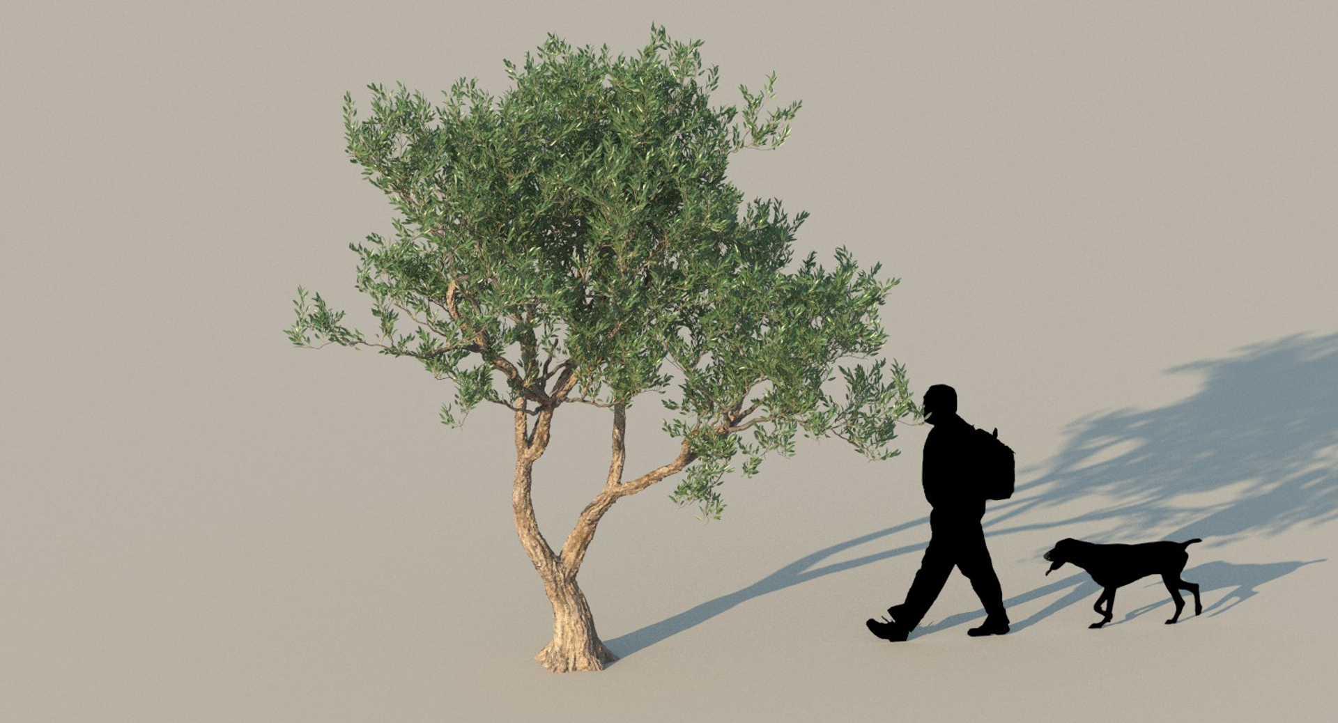 3d model olive tree