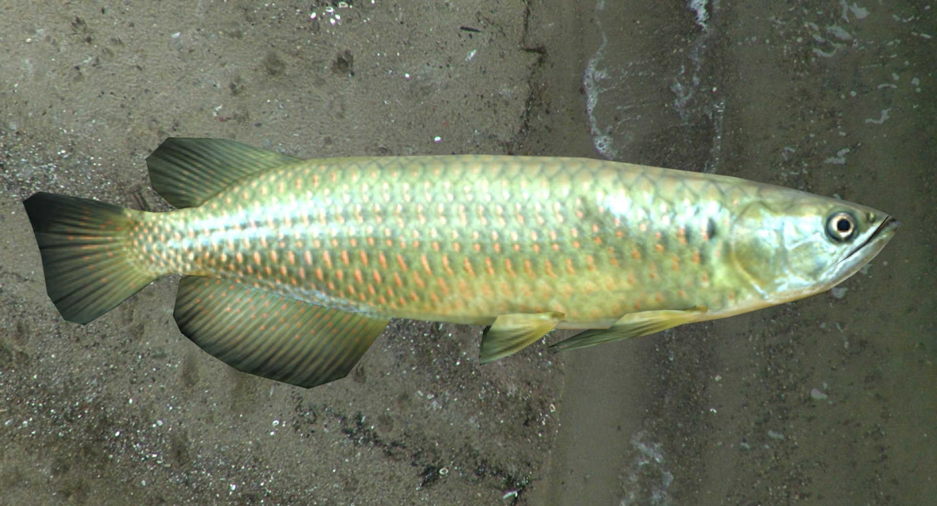 3D Southern Saratoga - TurboSquid 1397981