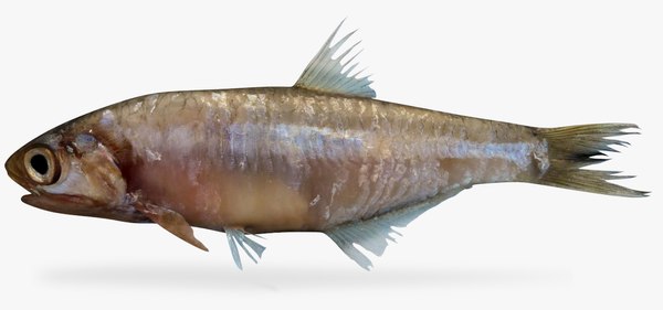 Anchovy 3D Models for Download | TurboSquid