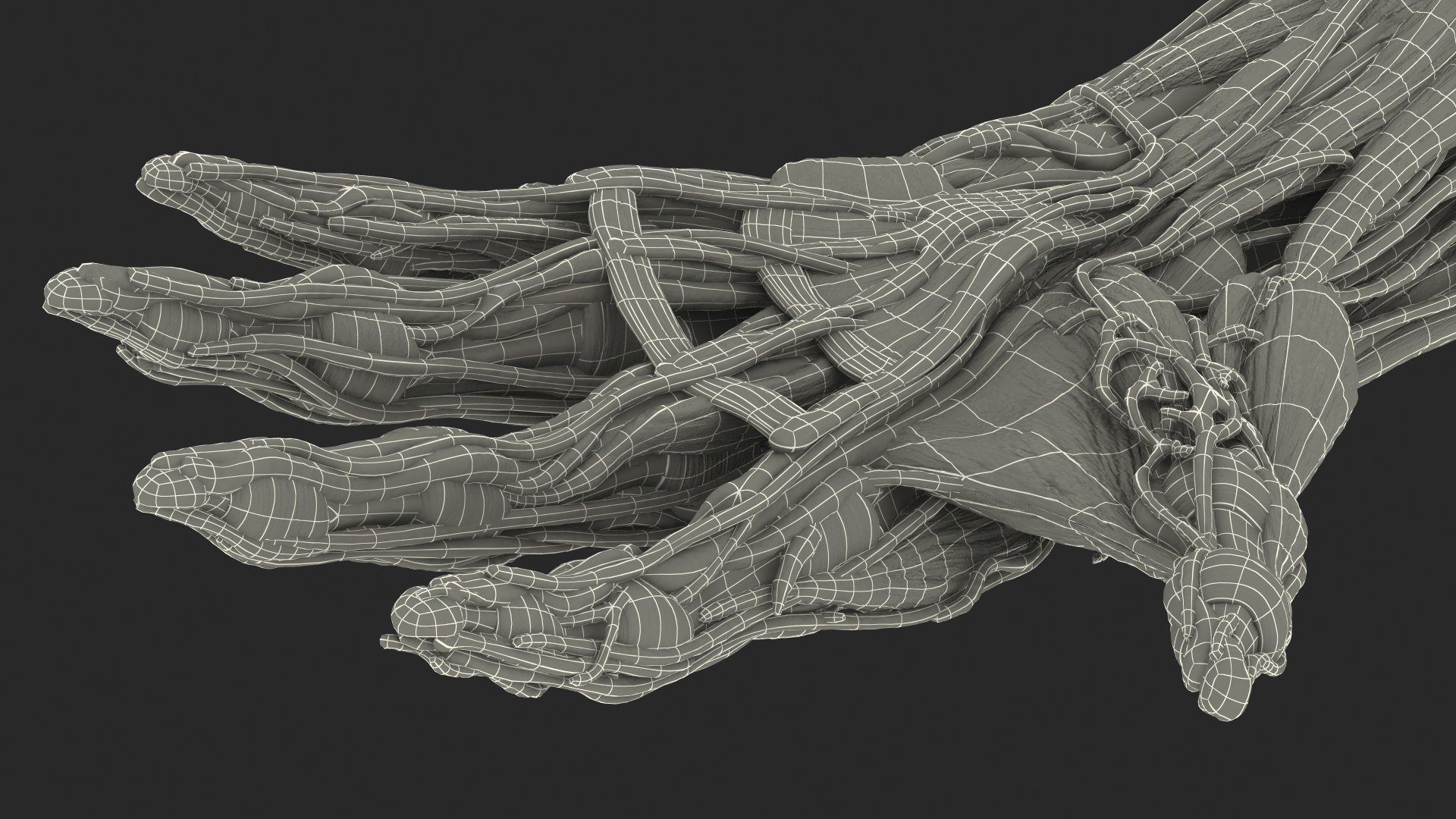 Male Arm Anatomy 3D Model - TurboSquid 1465260