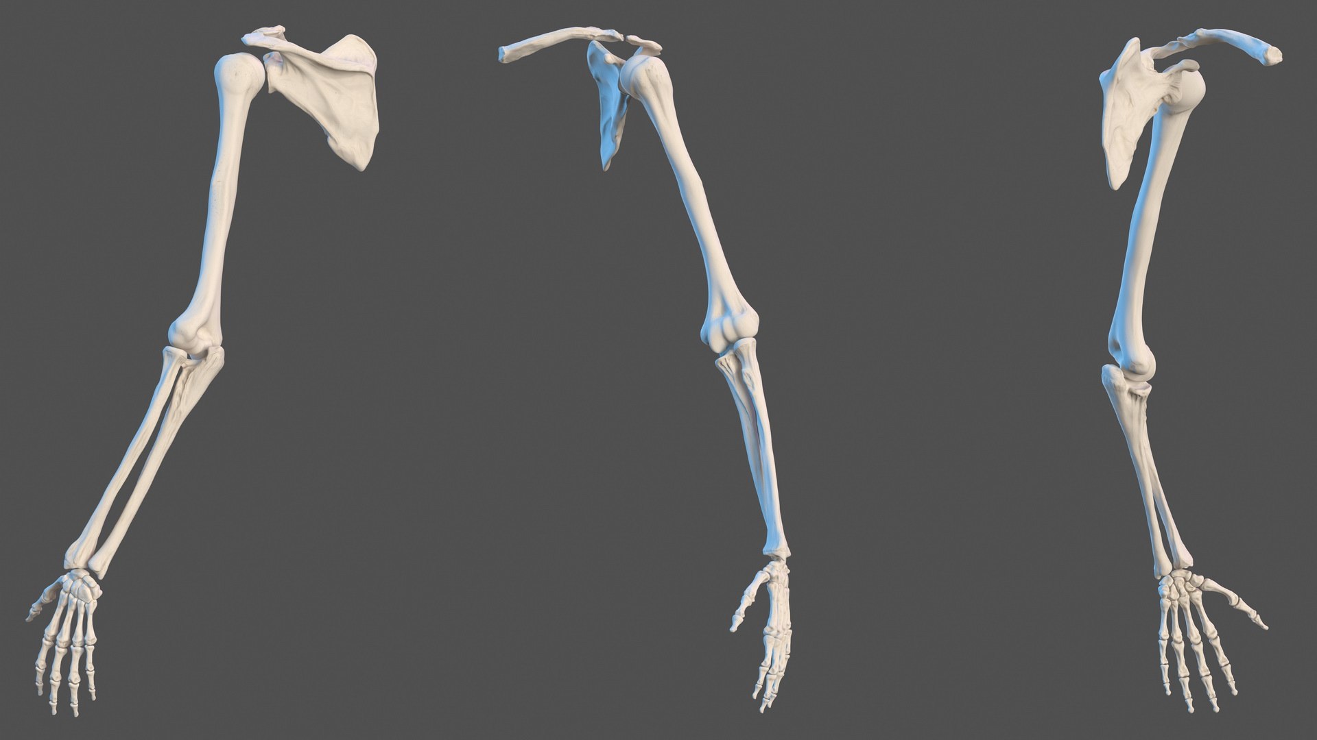 Male arm anatomy 3D model - TurboSquid 1465260