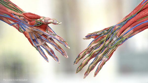 Anatomie des männlichen Arms 3D-Modell - TurboSquid 1465260