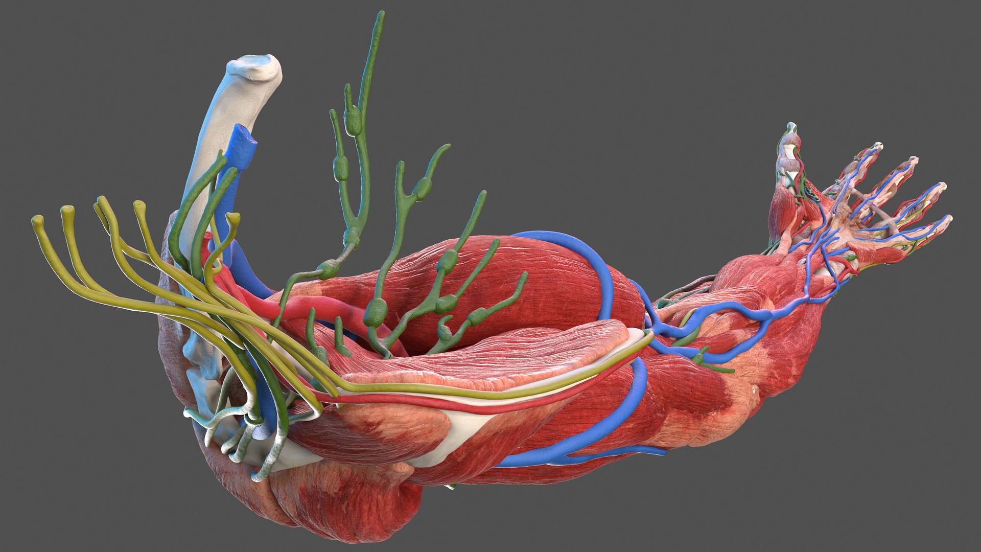 Male arm anatomy 3D model - TurboSquid 1465260