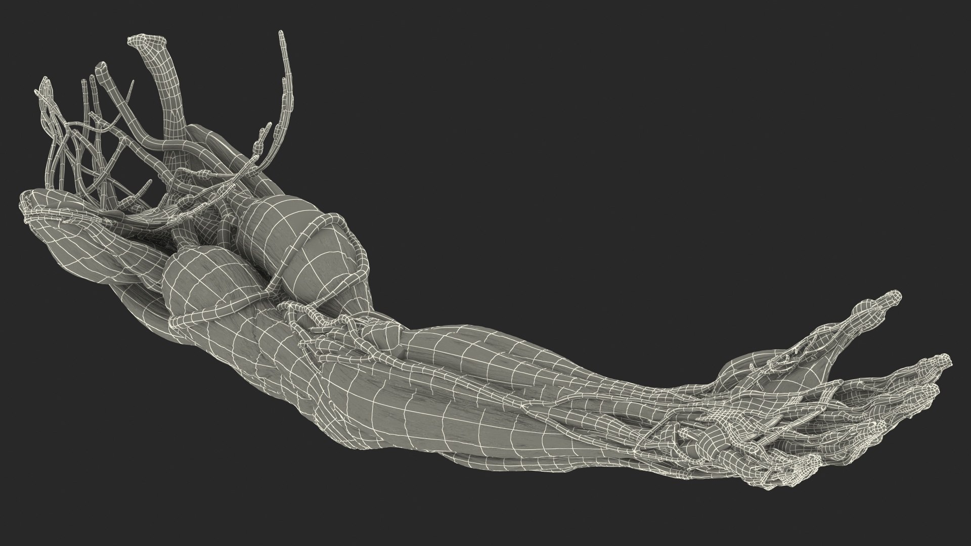 Male Arm Anatomy 3D Model - TurboSquid 1465260