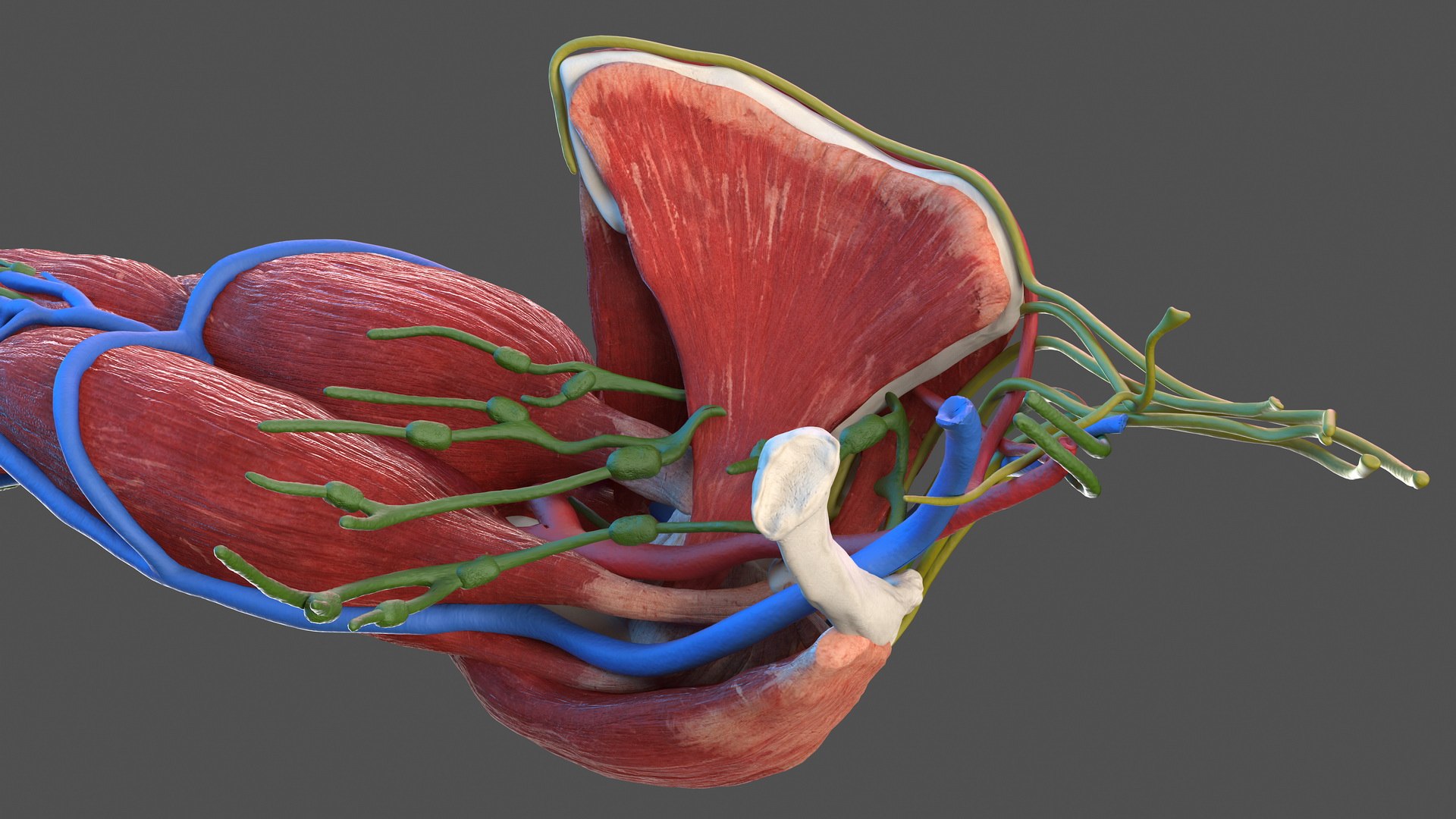 Male arm anatomy 3D model - TurboSquid 1465260