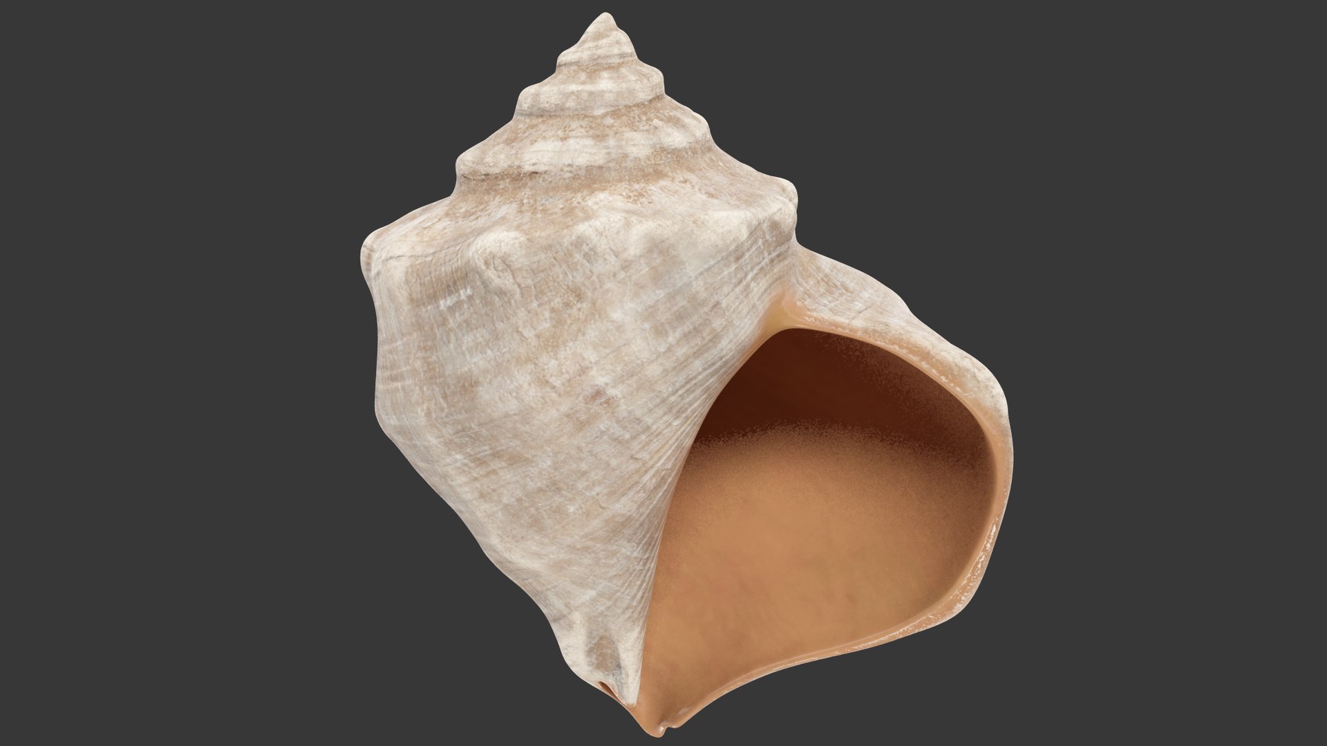 3D Seashell Real Model - TurboSquid 1628628