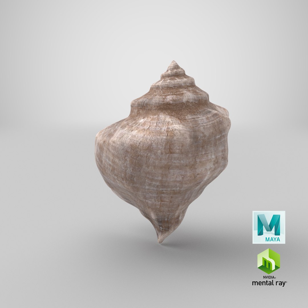 3D Seashell Real Model - TurboSquid 1628628