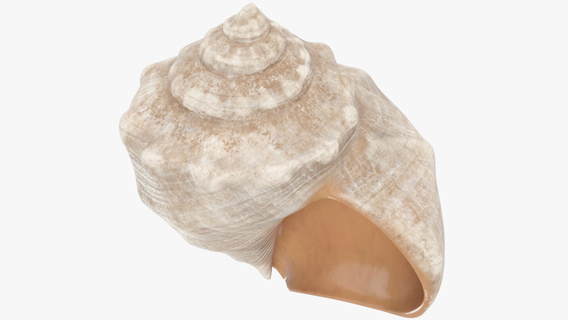 3D Seashell Real Model - TurboSquid 1628628