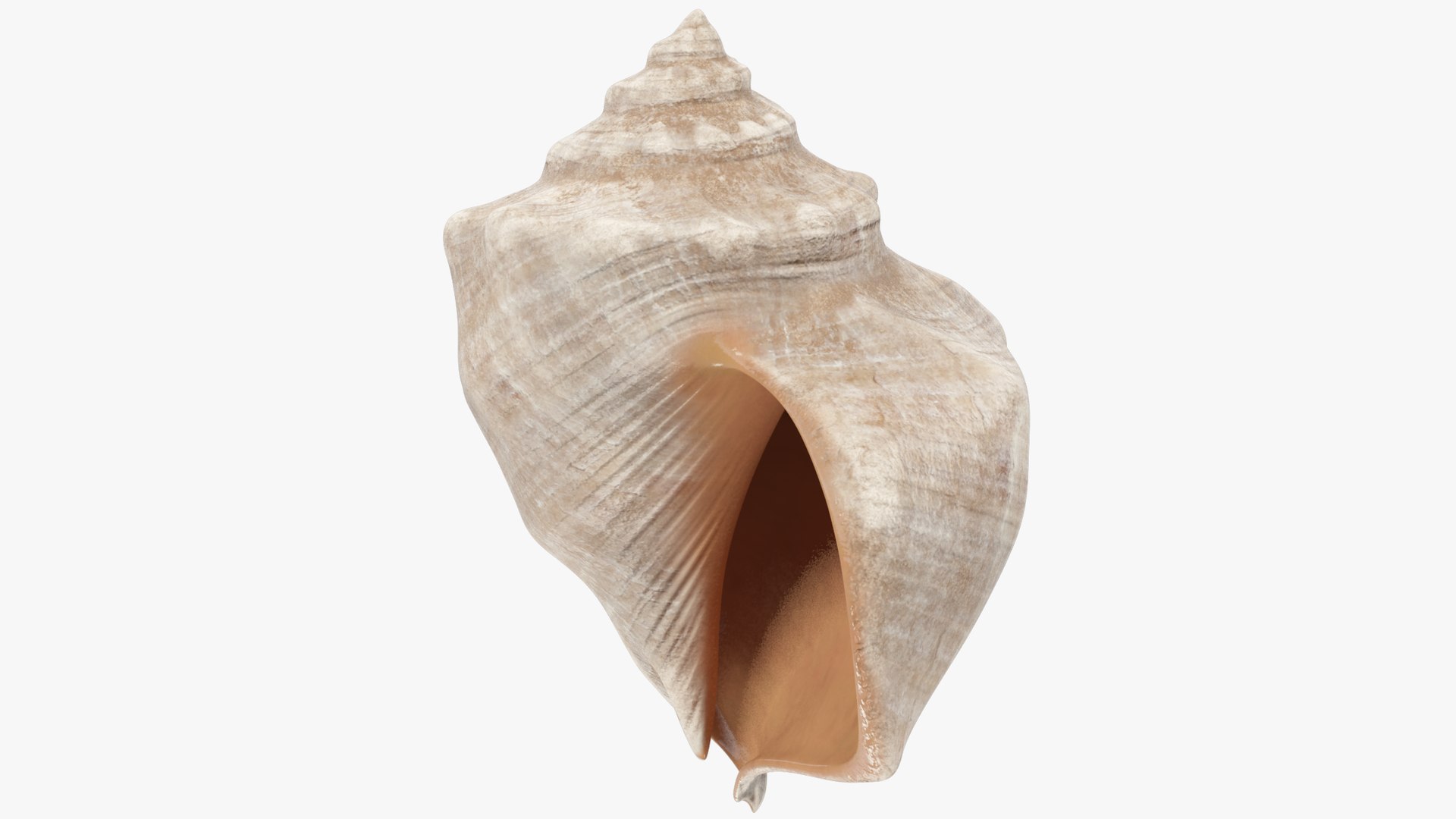 3D Seashell Real Model - TurboSquid 1628628