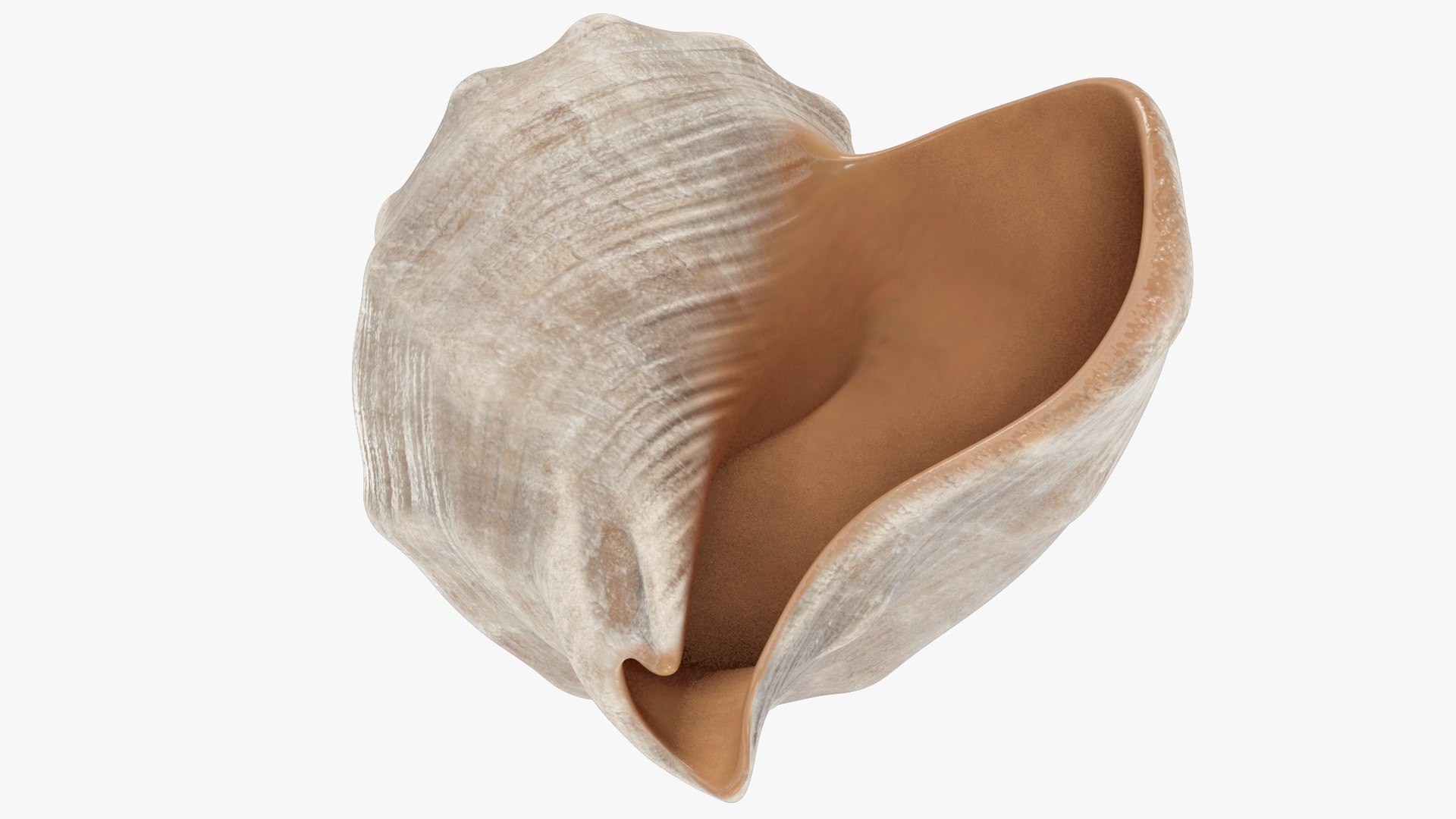 3D Seashell Real Model - TurboSquid 1628628