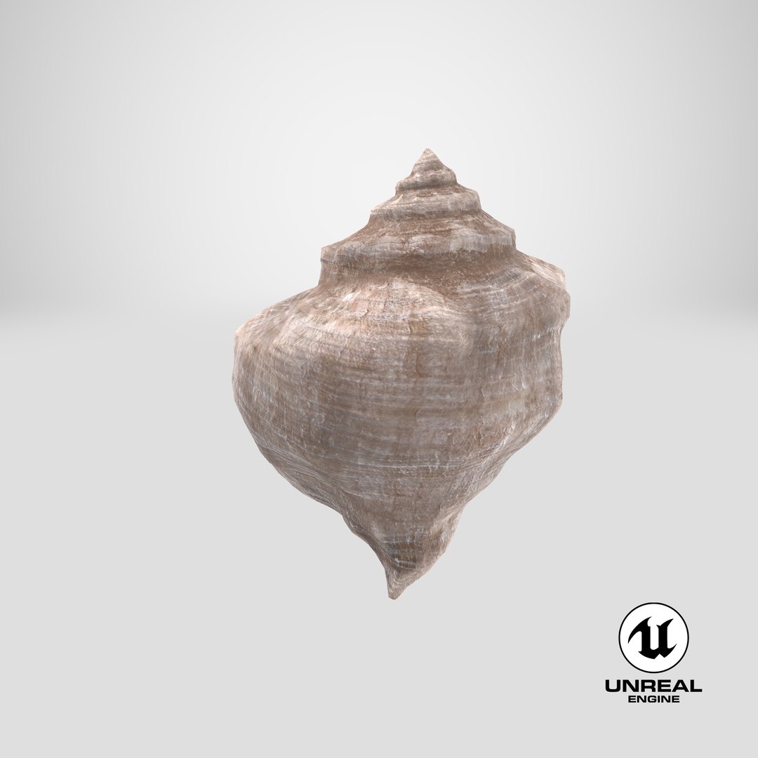 3D seashell real model - TurboSquid 1628628