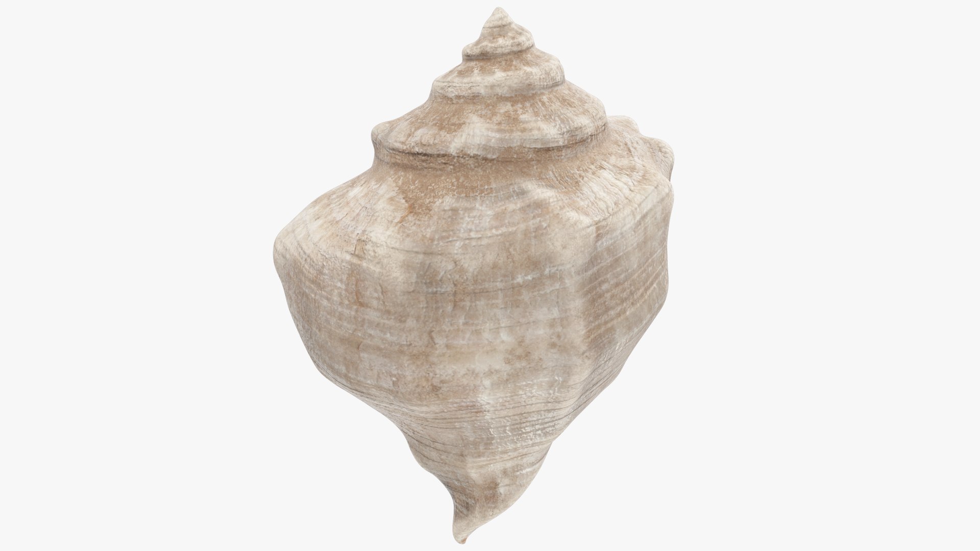 3D Seashell Real Model - TurboSquid 1628628