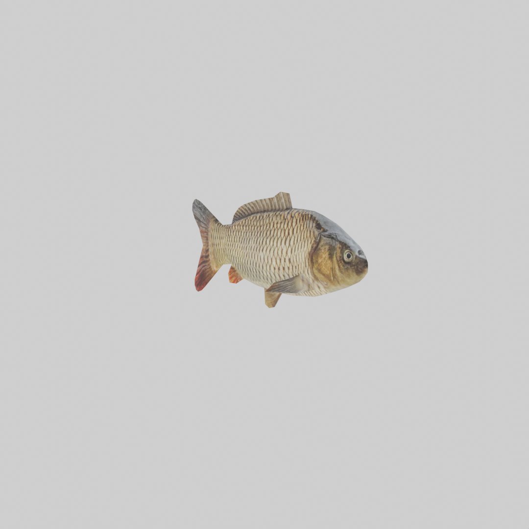 LowPoly Carp 3D model - TurboSquid 1930018