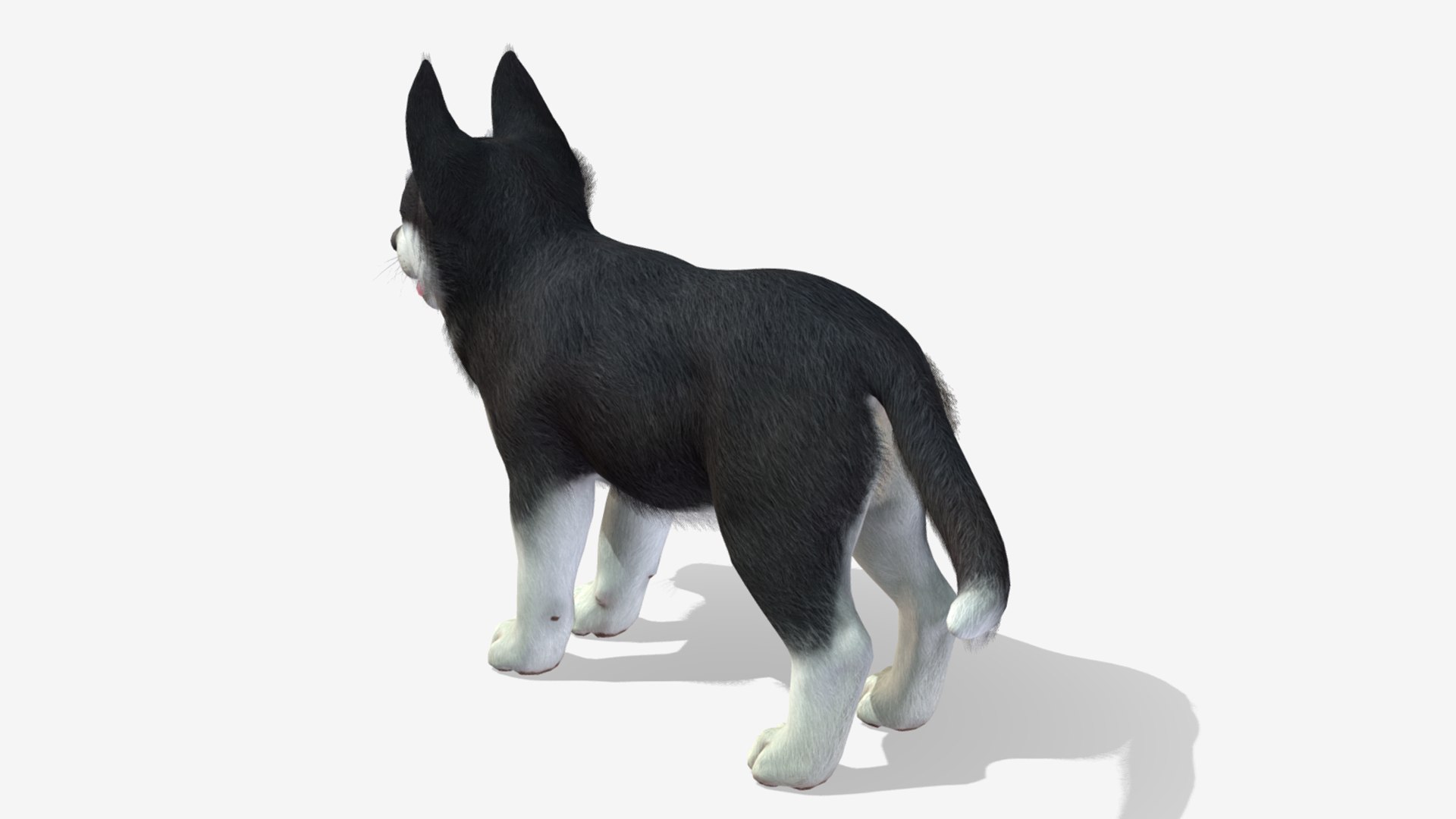 3D Puppy - Husky Model - TurboSquid 2075074